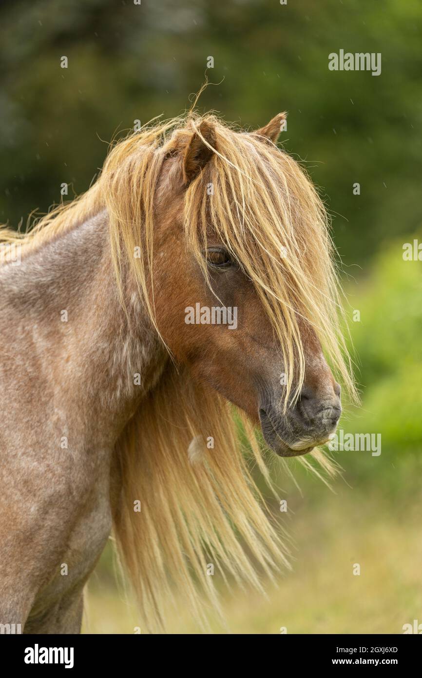 Wild welsh ponies pony Carneddau Snowdonia Wales Europe Stock Photo - Alamy