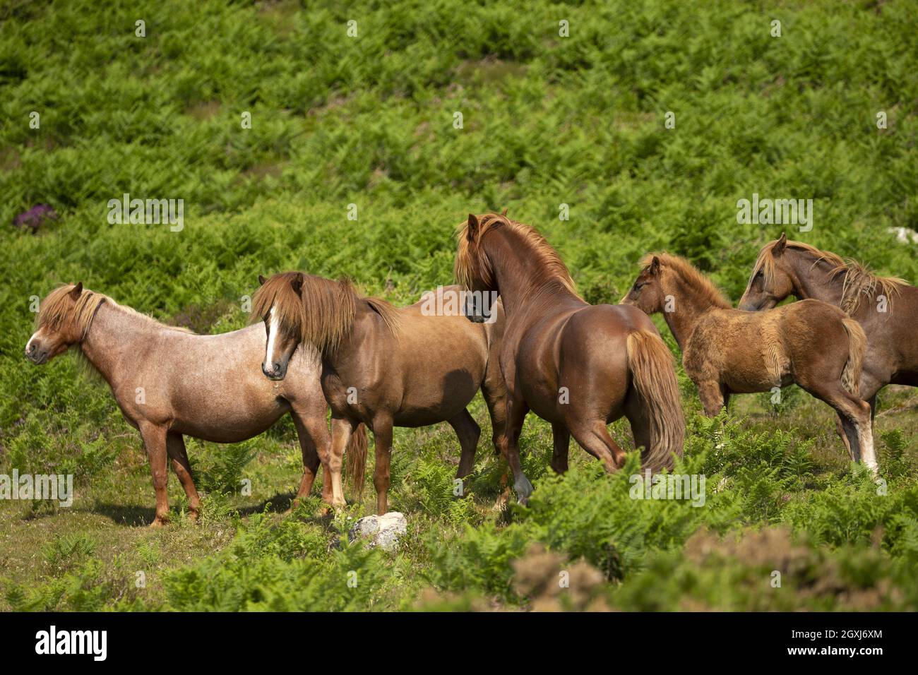 Wild welsh ponies pony Carneddau Snowdonia Wales Europe Stock Photo - Alamy