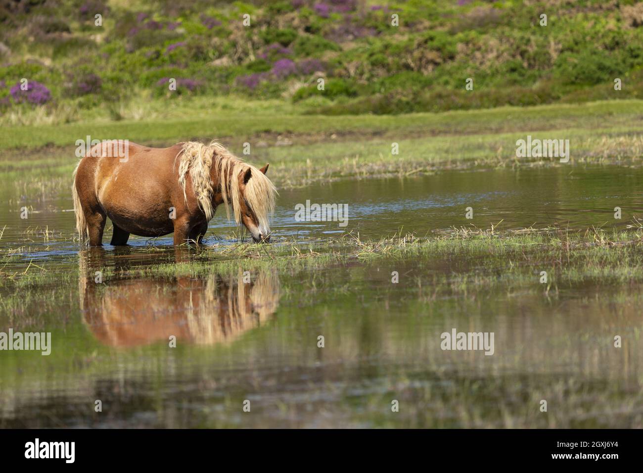Wild welsh ponies pony Carneddau Snowdonia Wales Europe Stock Photo - Alamy