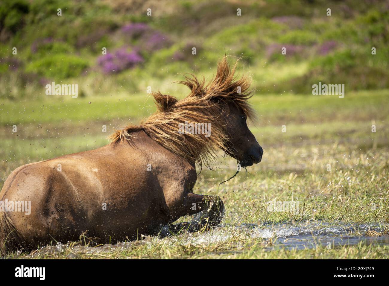 Wild welsh ponies pony Carneddau Snowdonia Wales Europe Stock Photo - Alamy