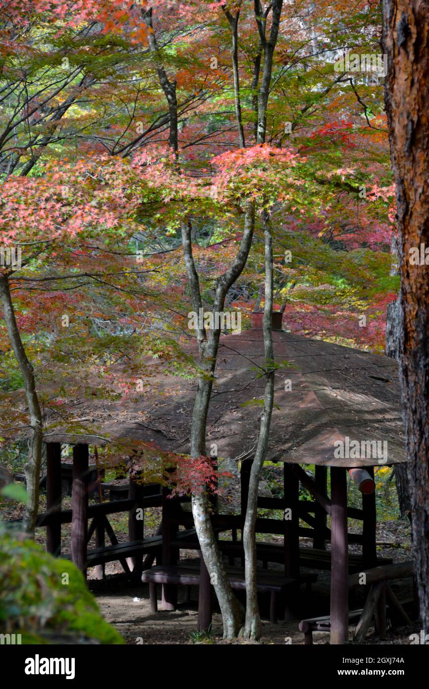Foliage colors in the fall at the Shosenkyo Gorge, Yamanashi, Japan ...