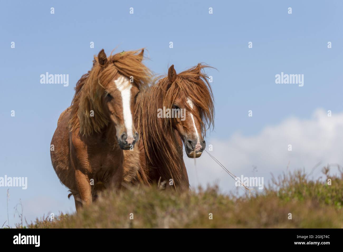 Wild welsh ponies pony Carneddau Snowdonia Wales Europe Stock Photo - Alamy