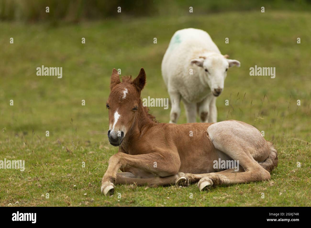 Wild welsh ponies pony Carneddau Snowdonia Wales Europe Stock Photo - Alamy
