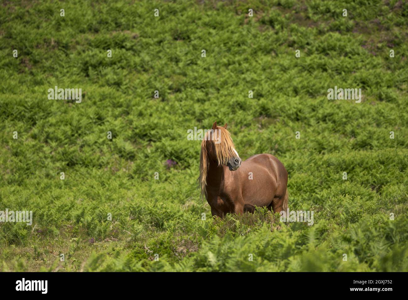 Wild welsh ponies pony Carneddau Snowdonia Wales Europe Stock Photo - Alamy