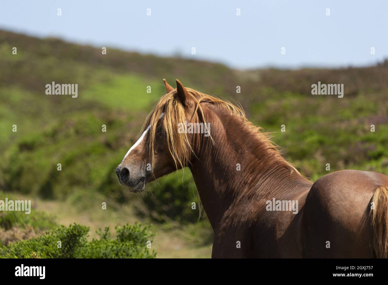 Wild welsh ponies pony Carneddau Snowdonia Wales Europe Stock Photo - Alamy