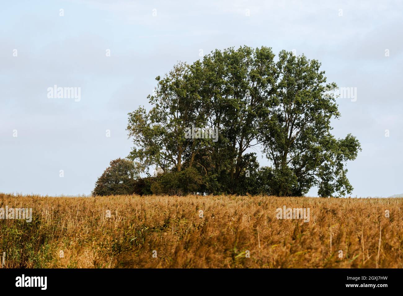 Single tree landscape hi-res stock photography and images - Alamy
