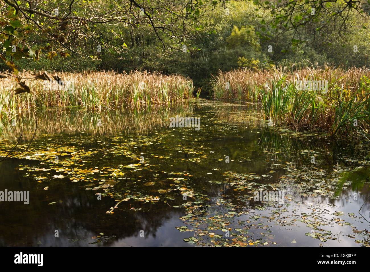 Autumnal view out across one of the lakes at Otterhead Lakes, local ...