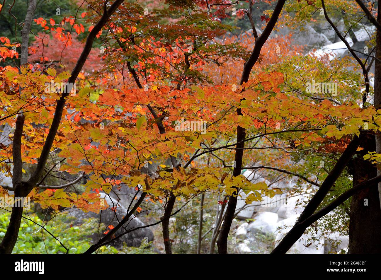 Foliage colors in the fall at the Shosenkyo Gorge, Yamanashi, Japan ...
