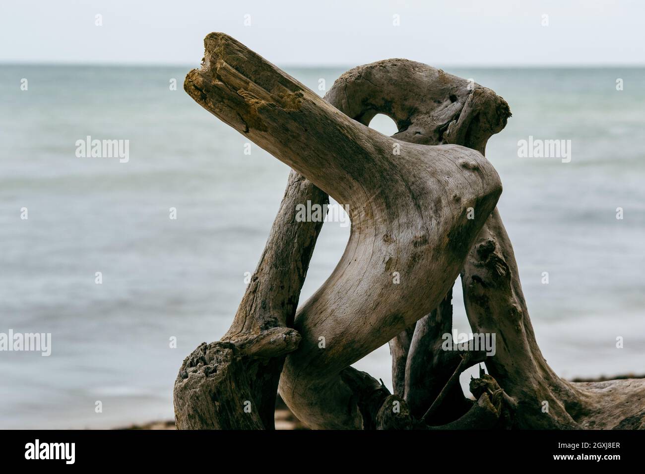 sculpture of tree trunks at the beach Stock Photo - Alamy