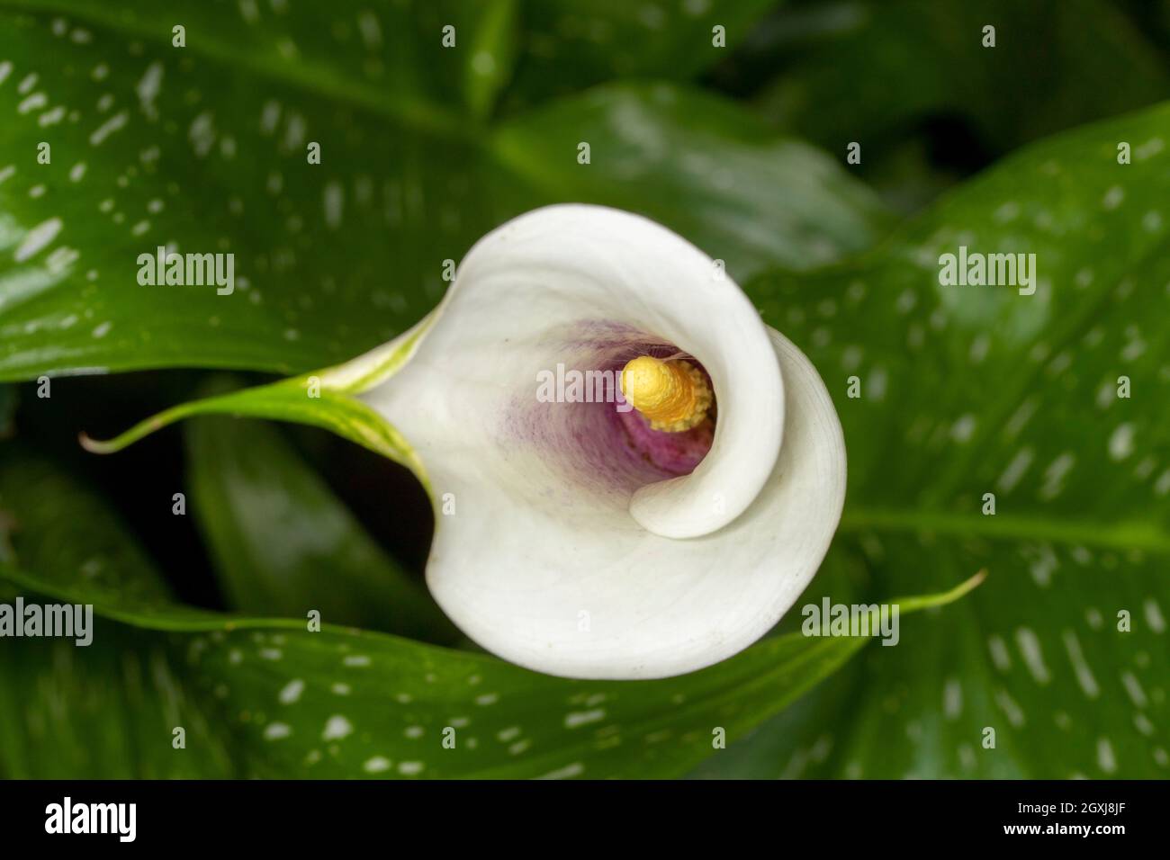 Close up Zantedeschia albomaculata (Calla Lilly) growing in a London ...