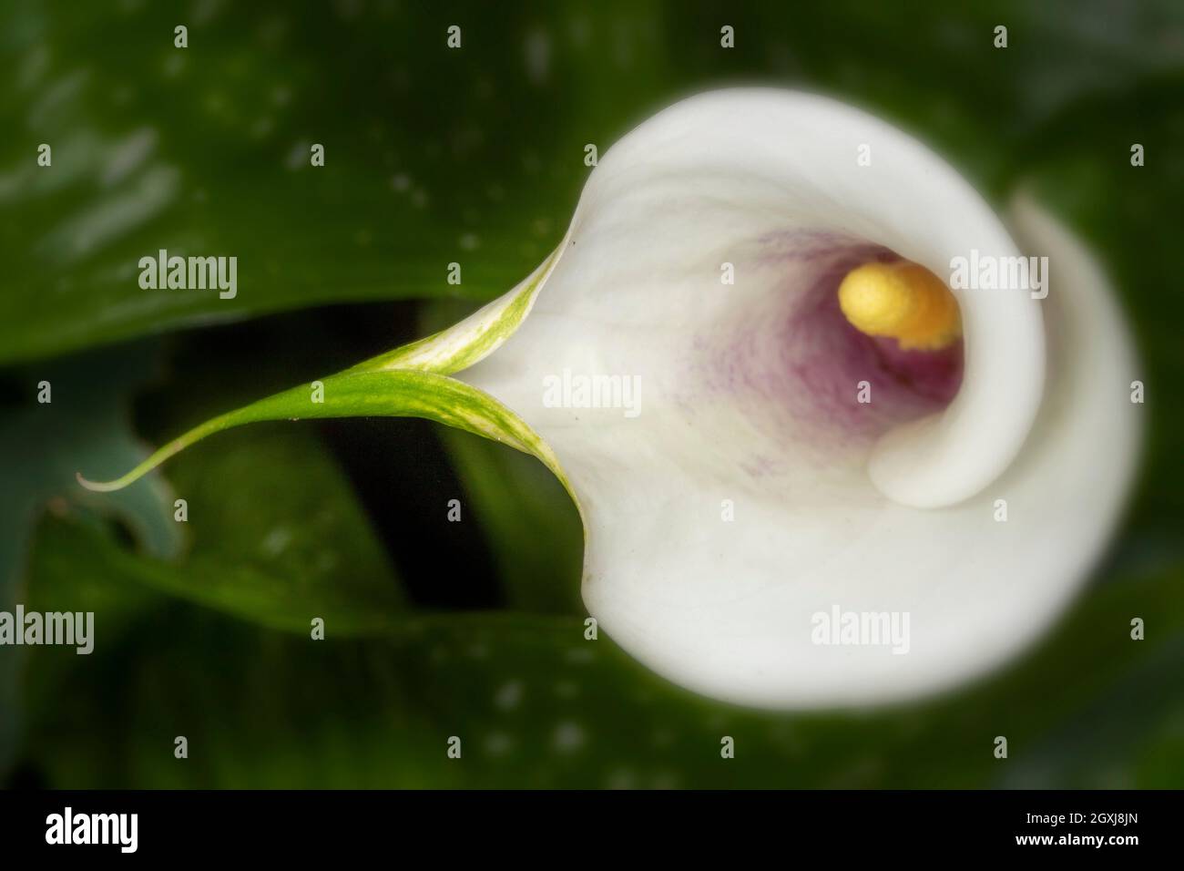 Close up Zantedeschia albomaculata (Calla Lilly) growing in a London ...