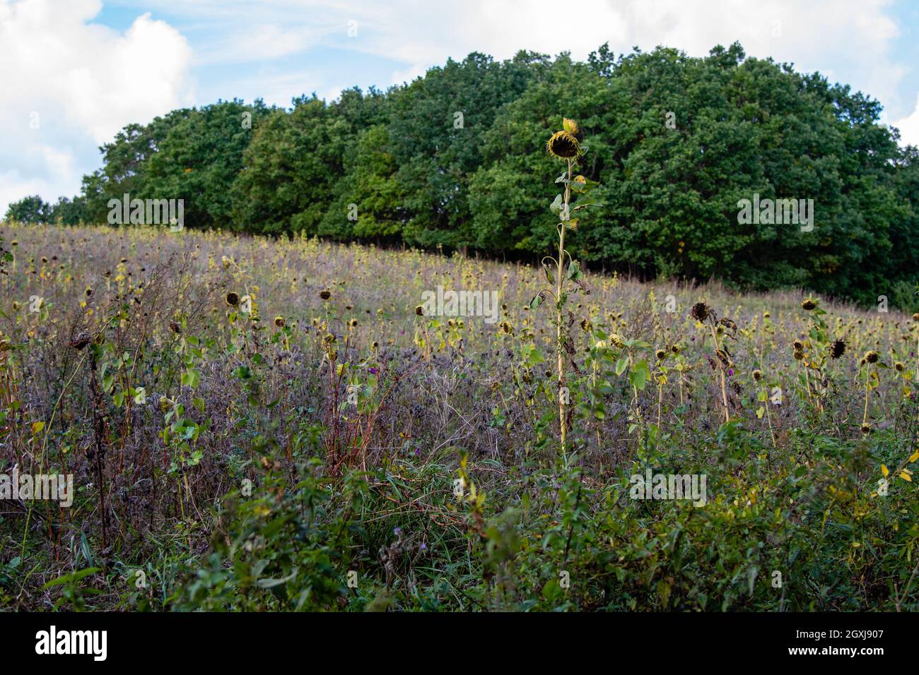 Field sunflowers in late hi-res stock photography and images - Alamy