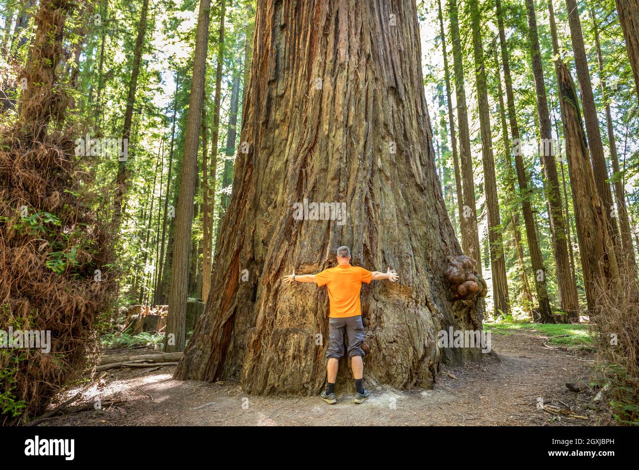 A man embracing a majestic Redwood tree in the Redwood National Park ...