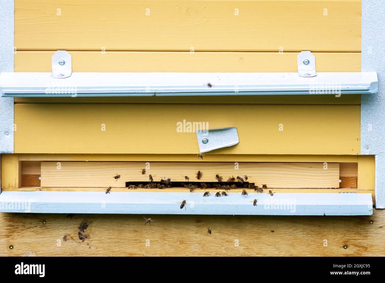 Painted bee hive hi-res stock photography and images - Alamy