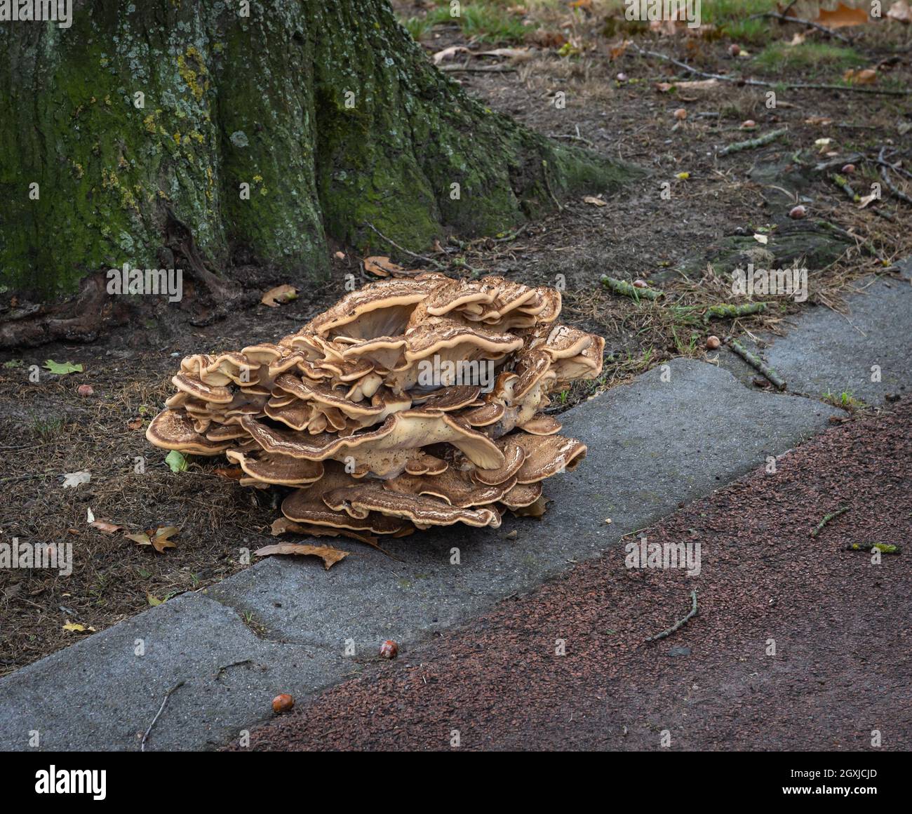 Meripilus giganteus, a polypore fungus growing on the edge of a cycling ...