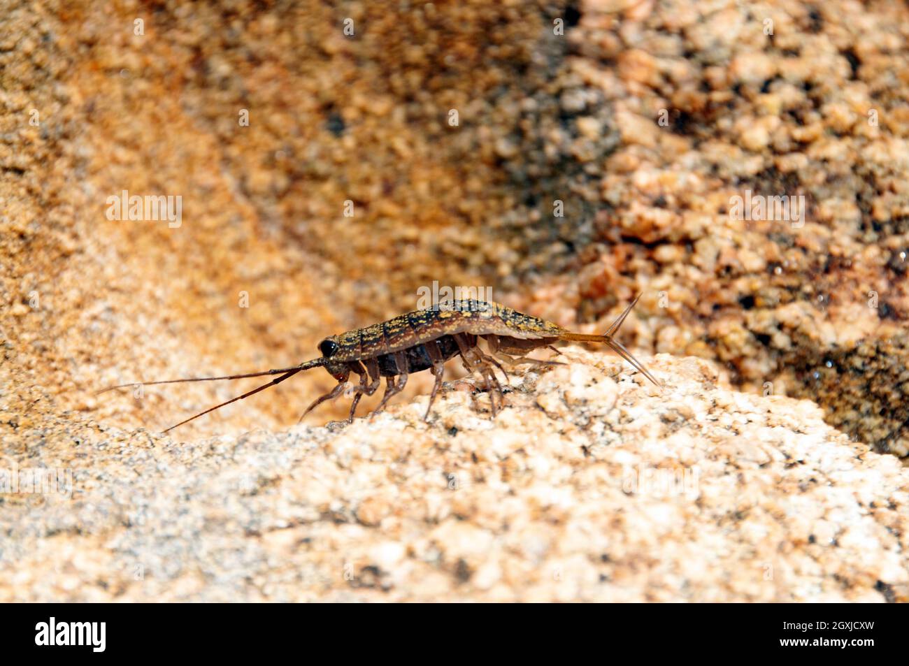 Rock lice hi-res stock photography and images - Alamy