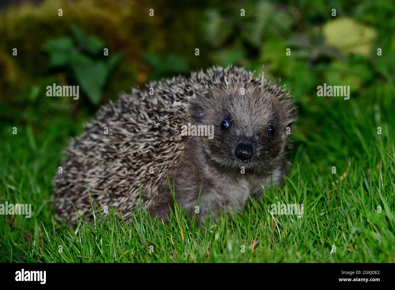 Adult hedgehog foraging on field edge at night. Dorset, UK Stock Photo ...