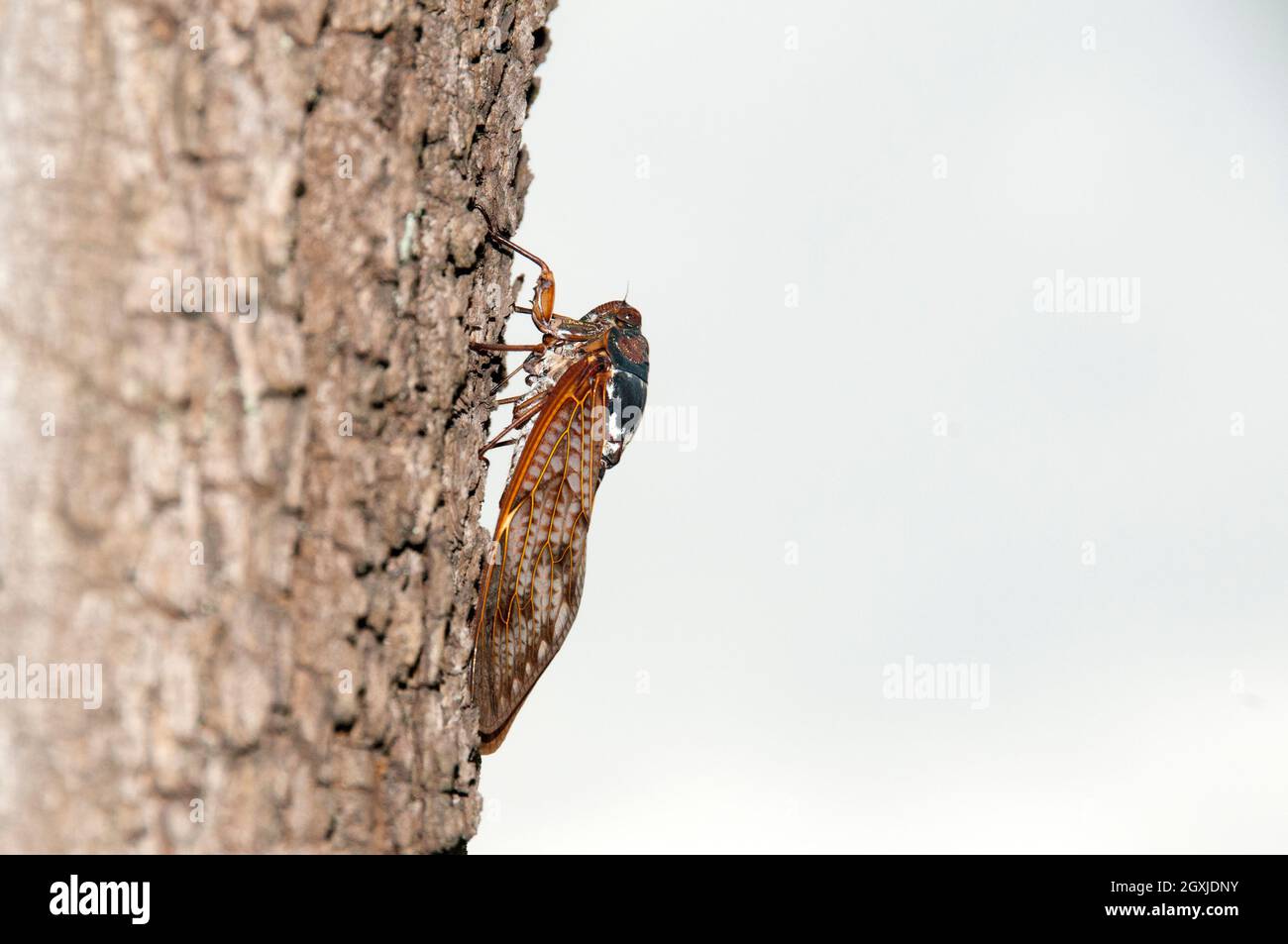 Evening cicada, Hemiptera, Cicadidae, Tanna japonensis, Tokyo, Japan ...
