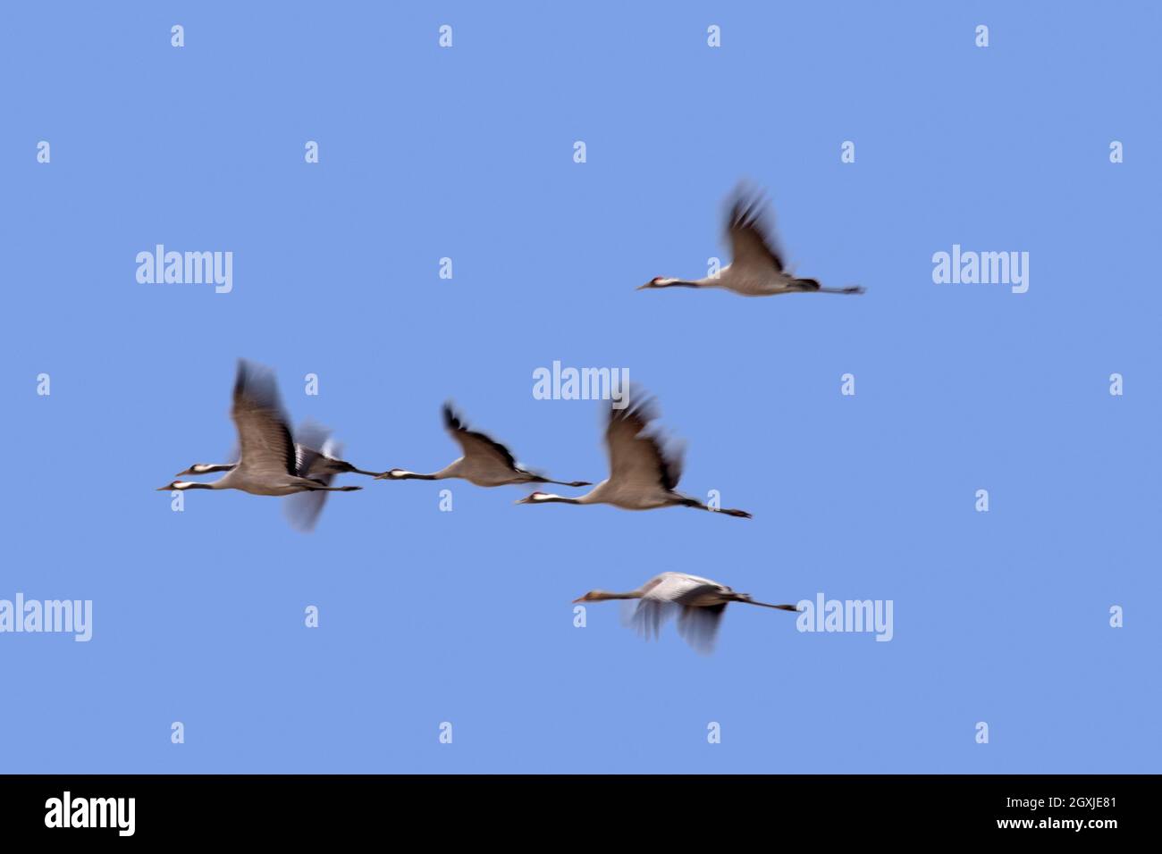 Migrating flock of common cranes / Eurasian cranes (Grus grus) flying ...