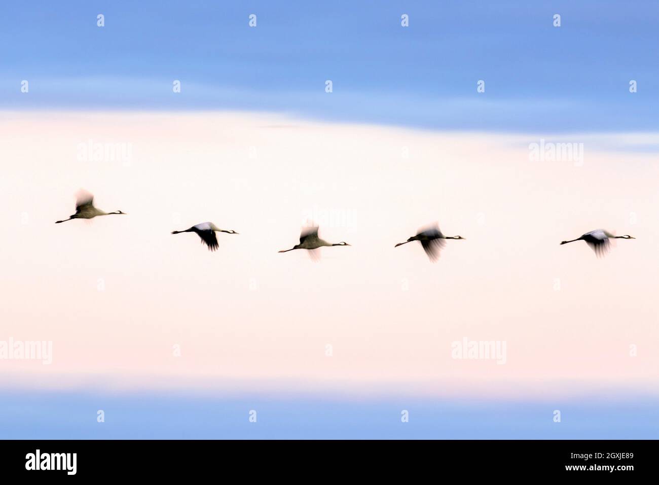 Migrating flock of common cranes / Eurasian cranes (Grus grus) flying ...