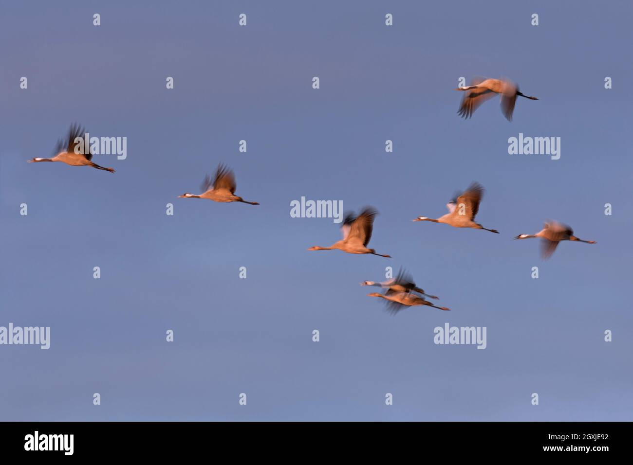 Migrating flock of common cranes / Eurasian cranes (Grus grus) flying ...