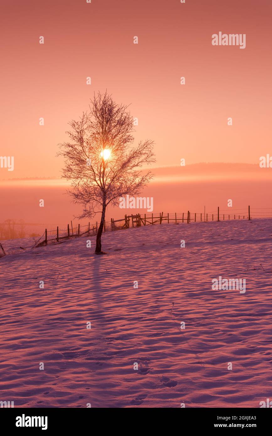 winter landscape scenic with lonely tree and fresh snow against purple ...