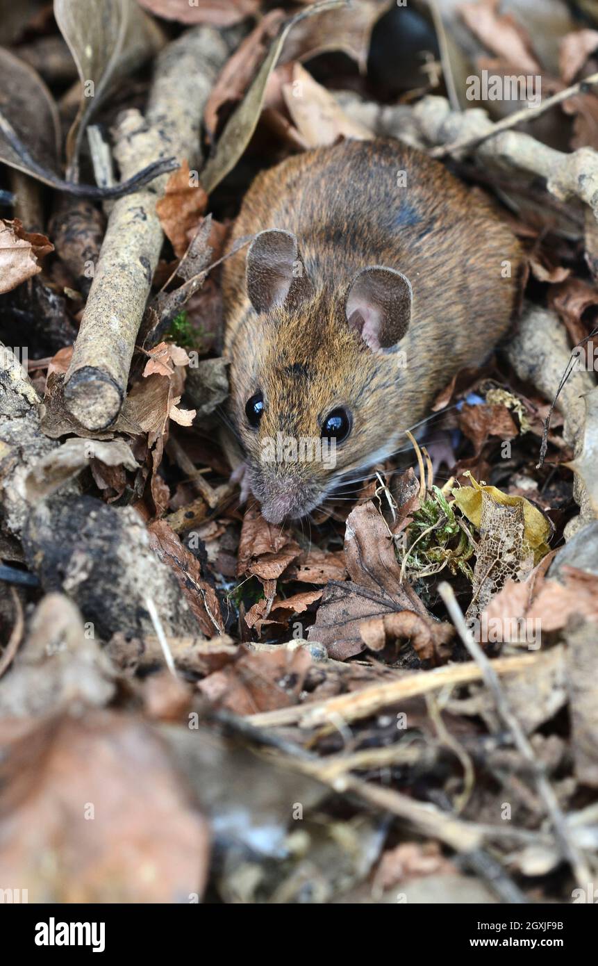 wood mouse apodemus sylvaticus Stock Photo - Alamy