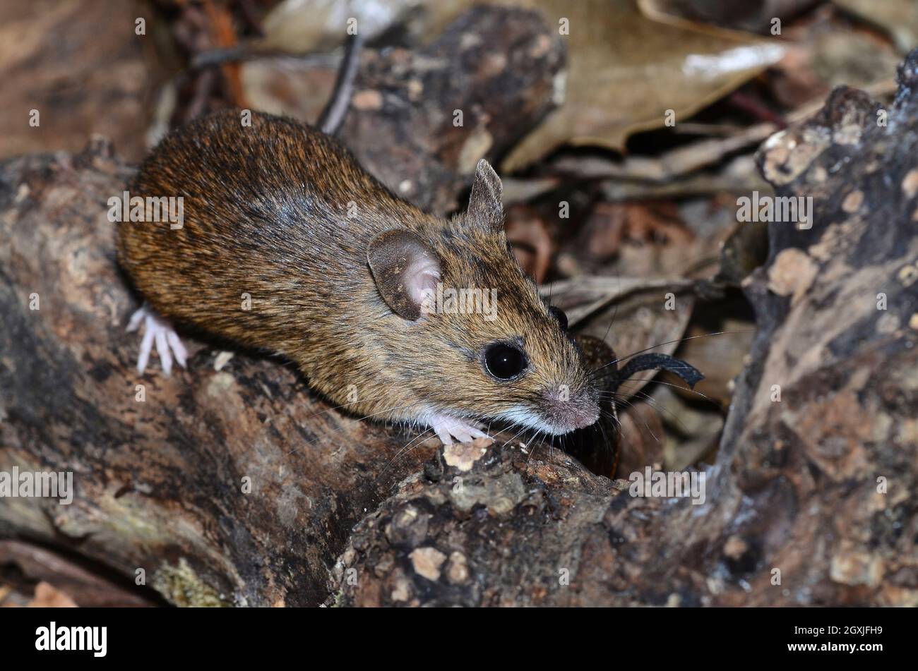 wood mouse apodemus sylvaticus Stock Photo - Alamy