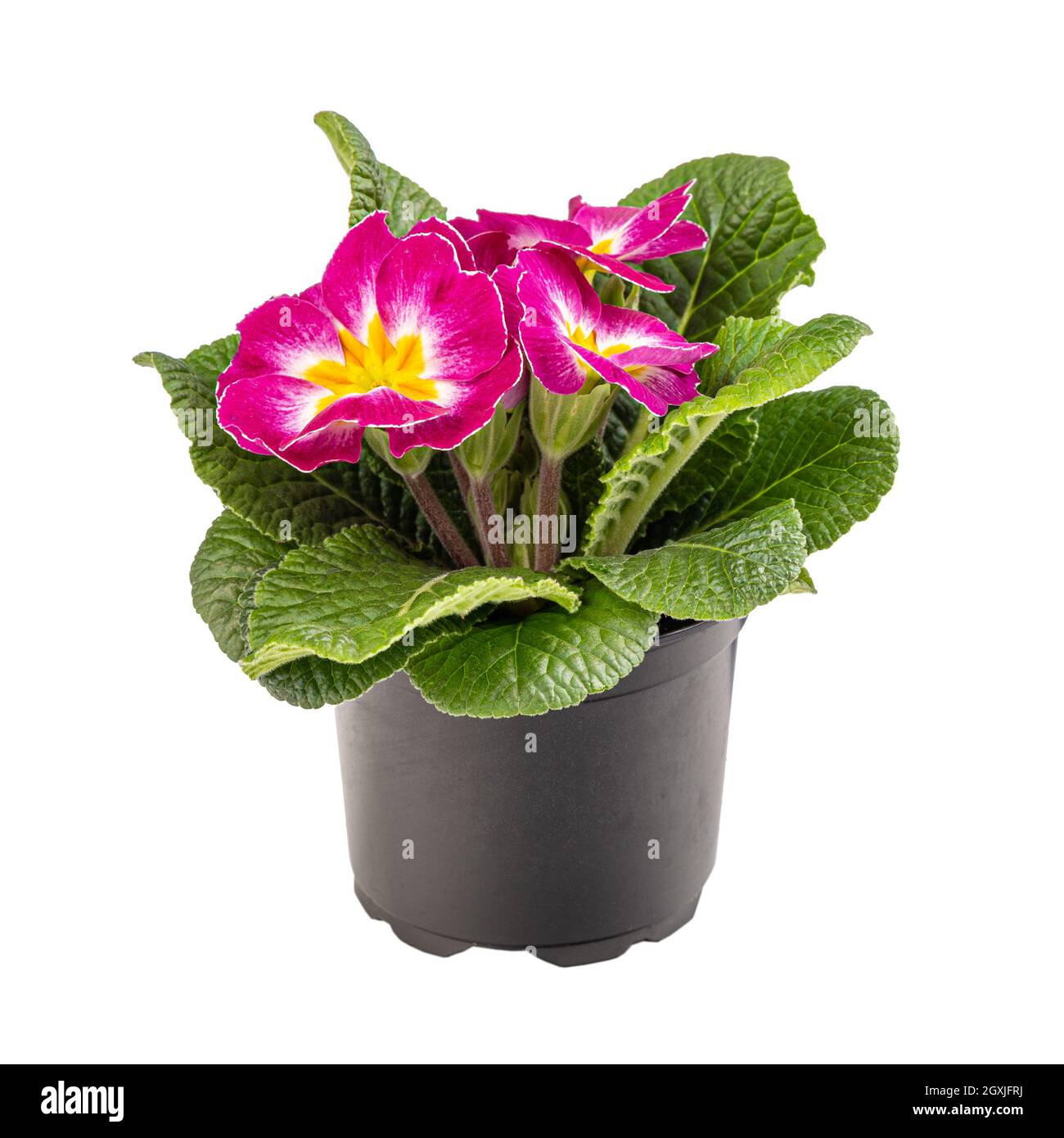 Pink primula with yellow center in flowerpot isolated on white ...