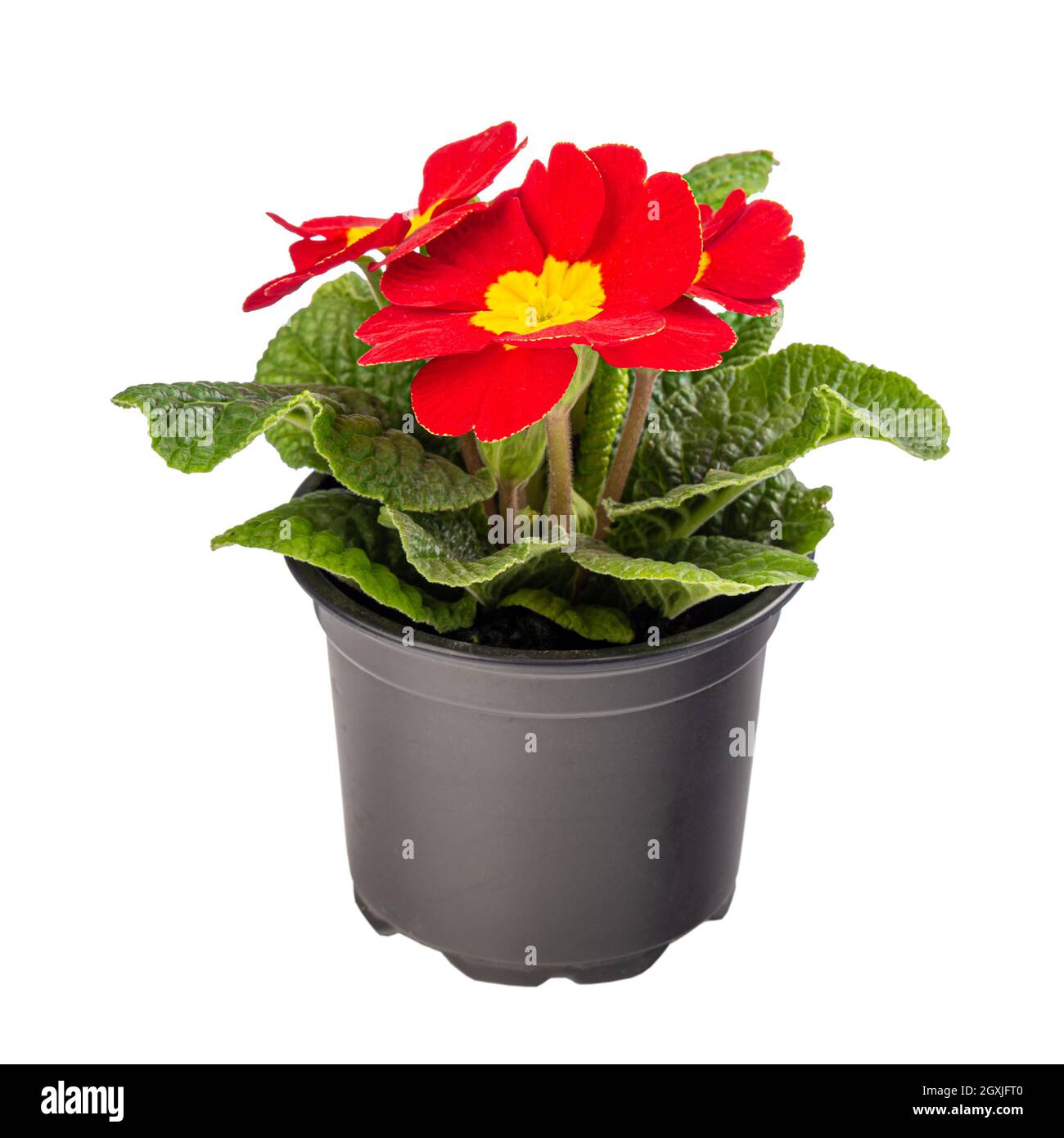 Potted red primula or primrose with a bright yellow center isolated on ...