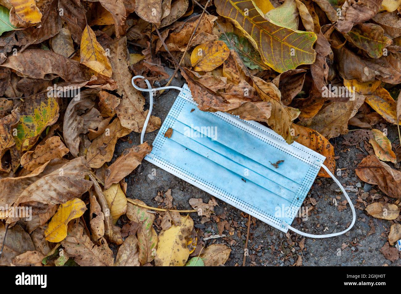 Discarded face mask seen lying as garbage on ground in autumn leaves ...