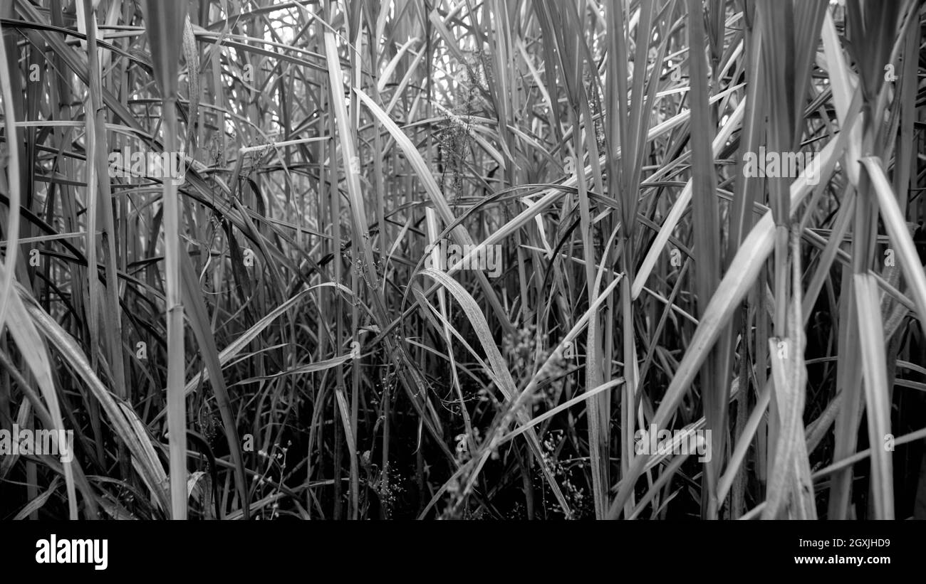 Closeup black and white photo of dry high grass and reed on the field ...