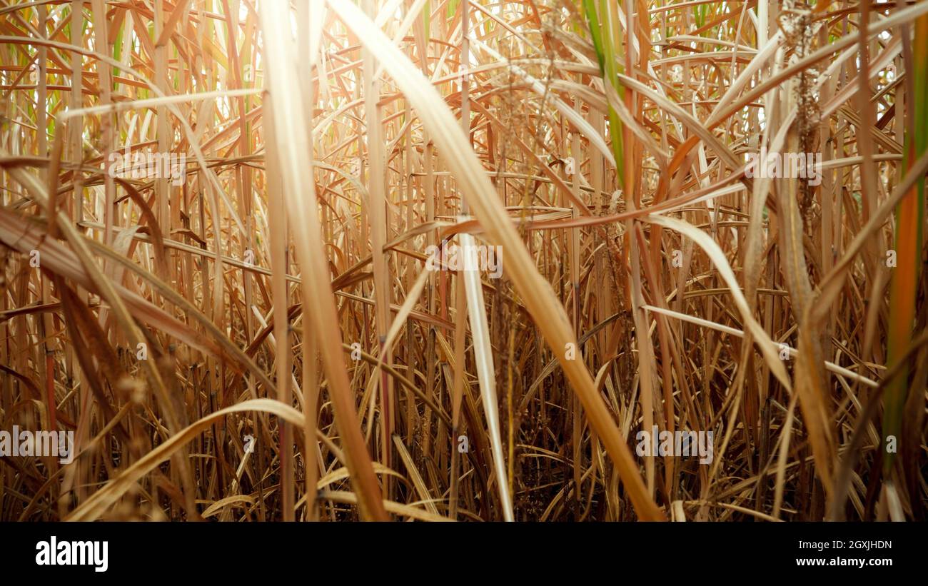 Closeup image of looking through dry reed and sugar cane on field Stock ...