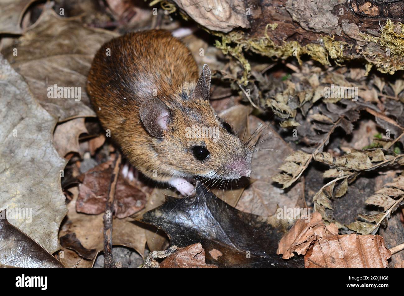 wood mouse apodemus sylvaticus Stock Photo - Alamy