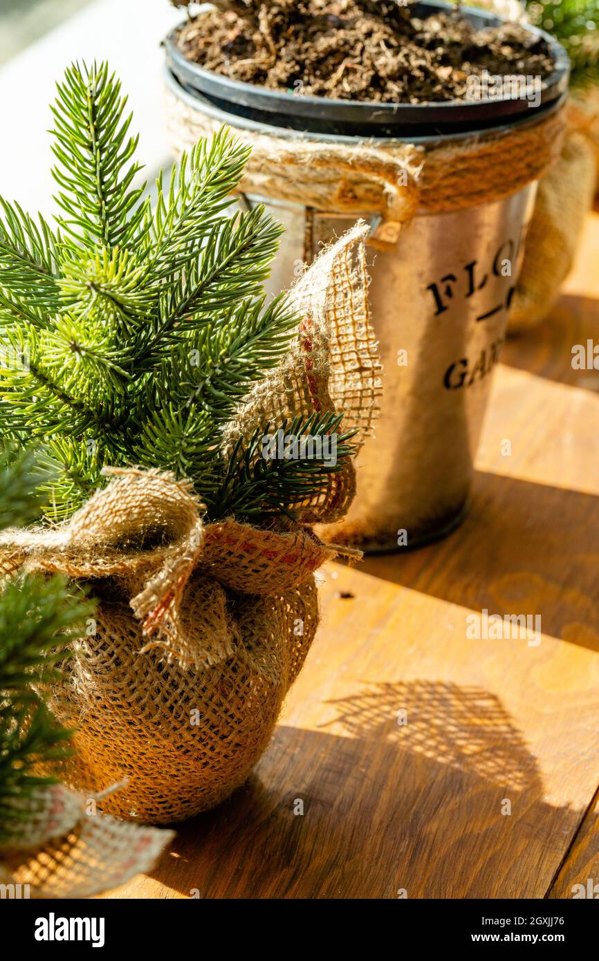 Small Christmas tree sprout in pot by the window Stock Photo - Alamy