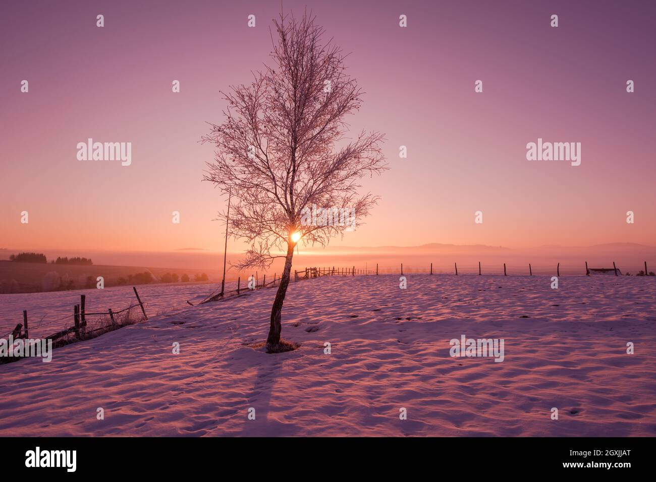winter landscape scenic with lonely tree and fresh snow against purple ...