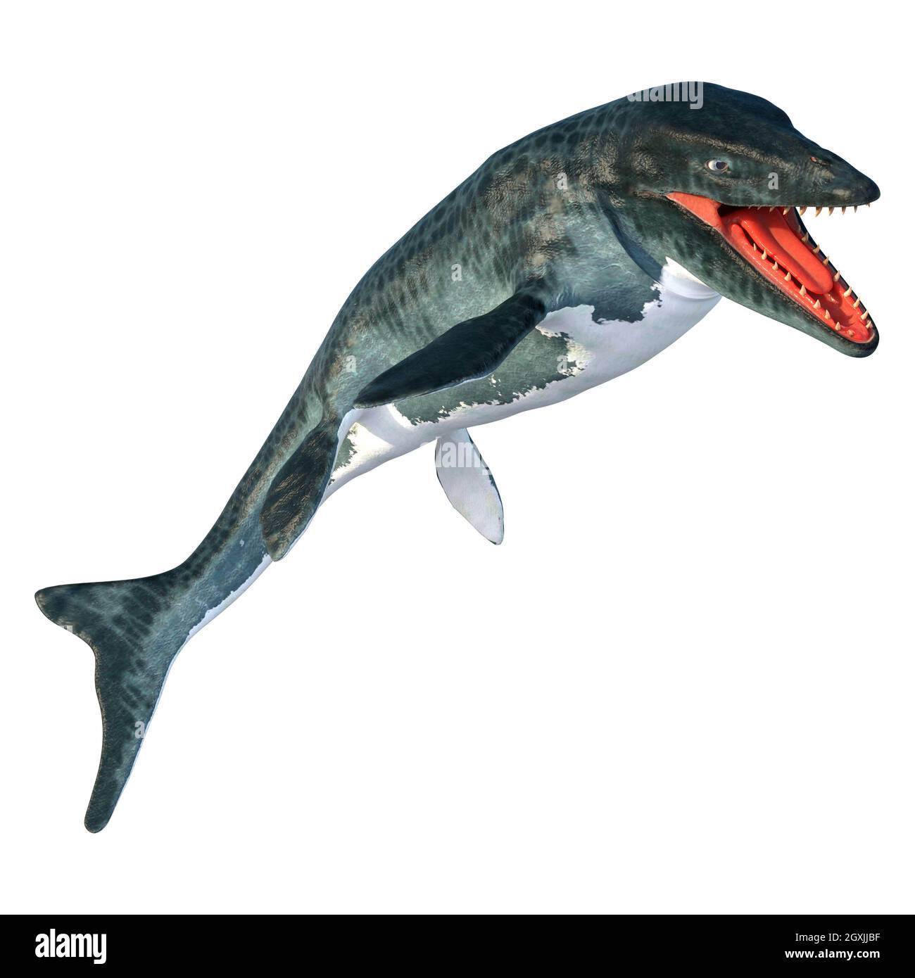 3D rendering of a large marine extinct reptile Mosasaur isolated on ...