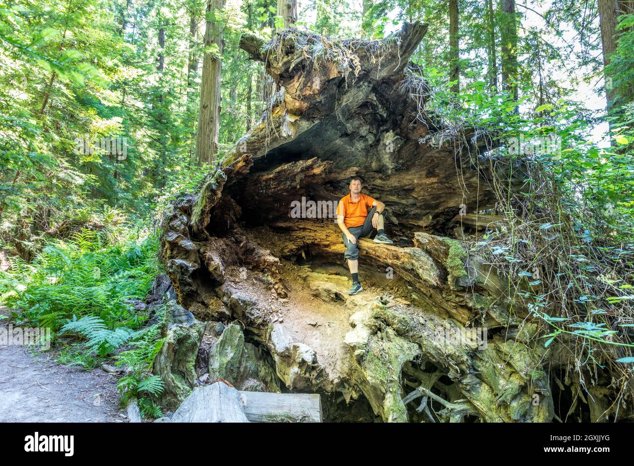 A man sitiing in a majestic root of an old and dead Redwood tree in the ...