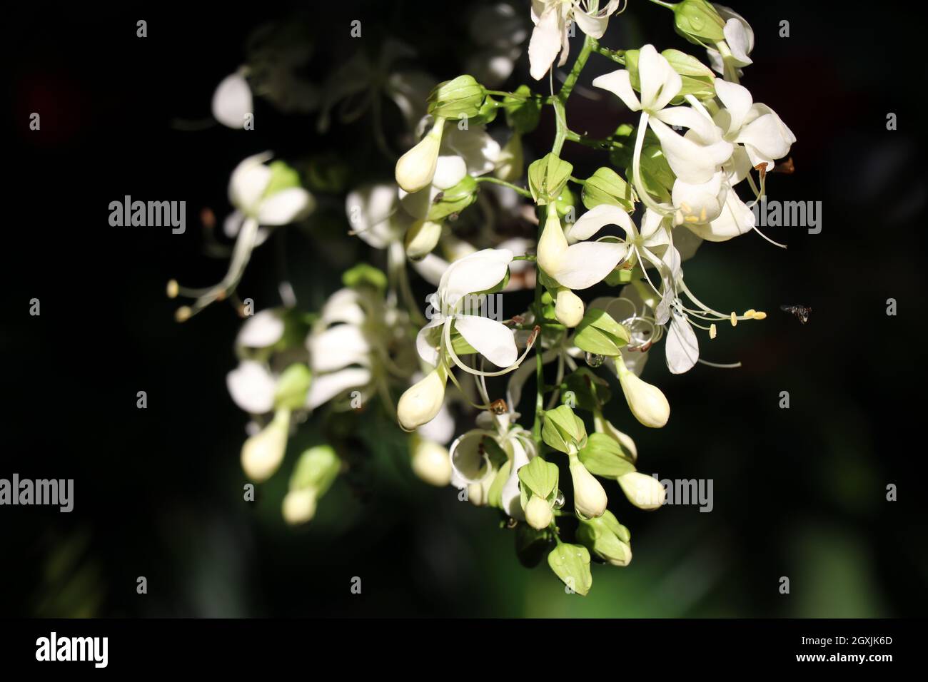 Flowers hanging basket white background hi-res stock photography and ...