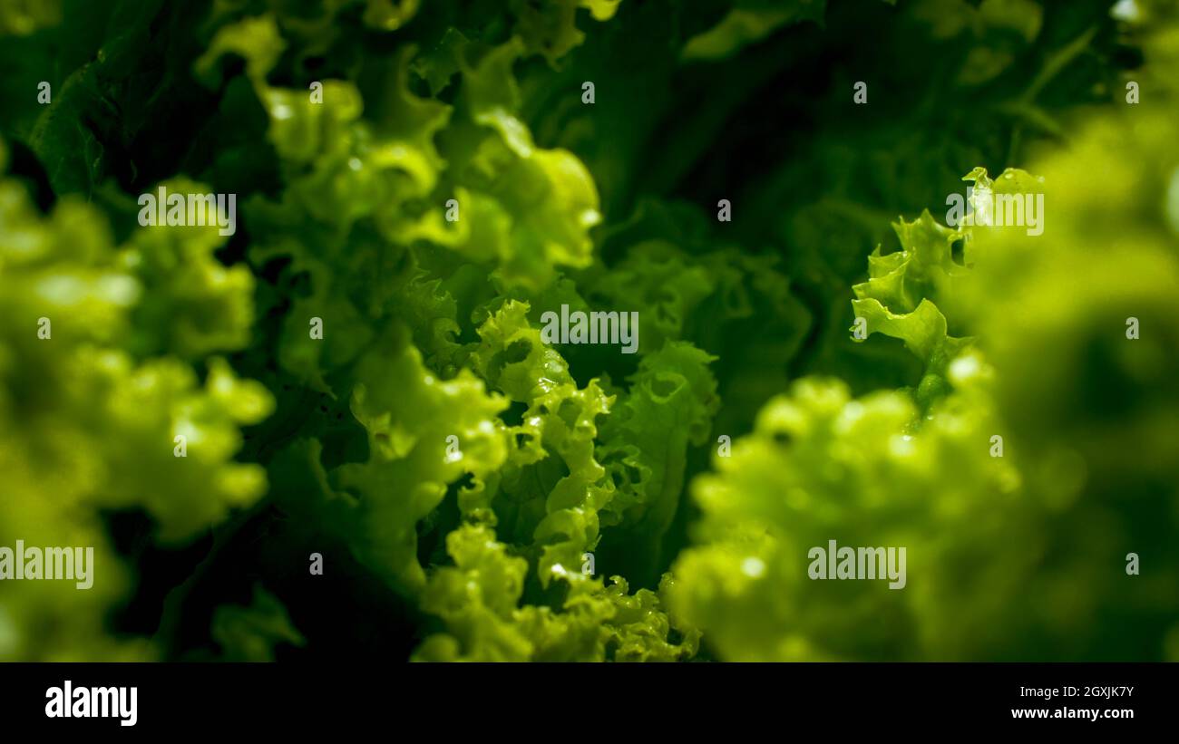 Abstract macro photo of lettuce salad leaves texture. Background for ...
