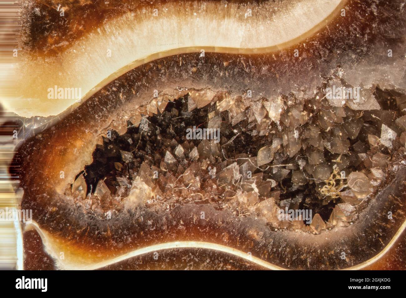 Fossilization hi-res stock photography and images - Alamy