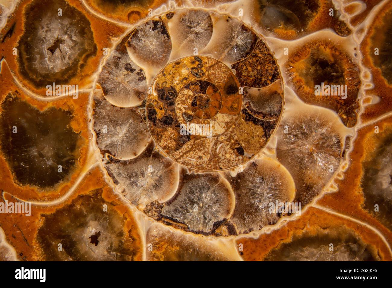 Ammonite fossilization pyritized, 150 million years old, Bavaria Stock ...