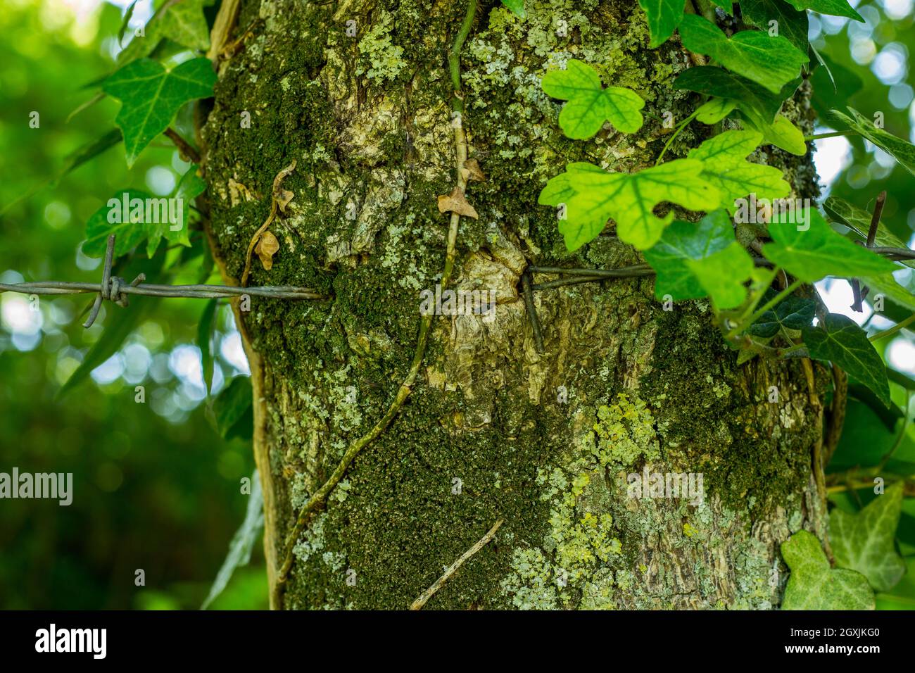 Tree barbed wire trunk hi-res stock photography and images - Alamy