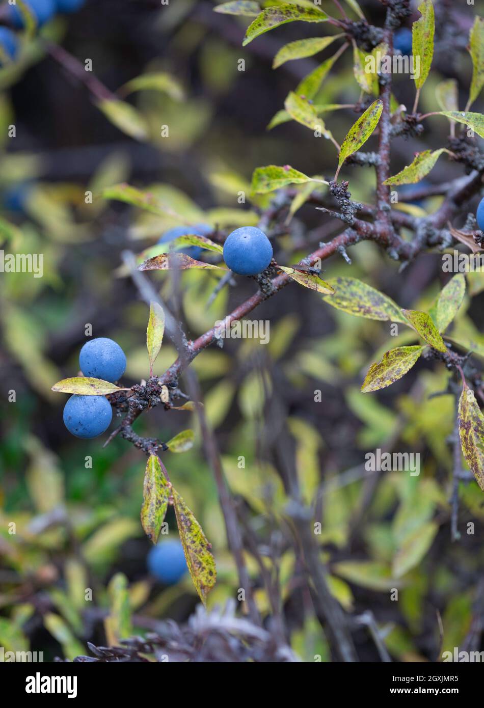 Sloe berries hi-res stock photography and images - Alamy