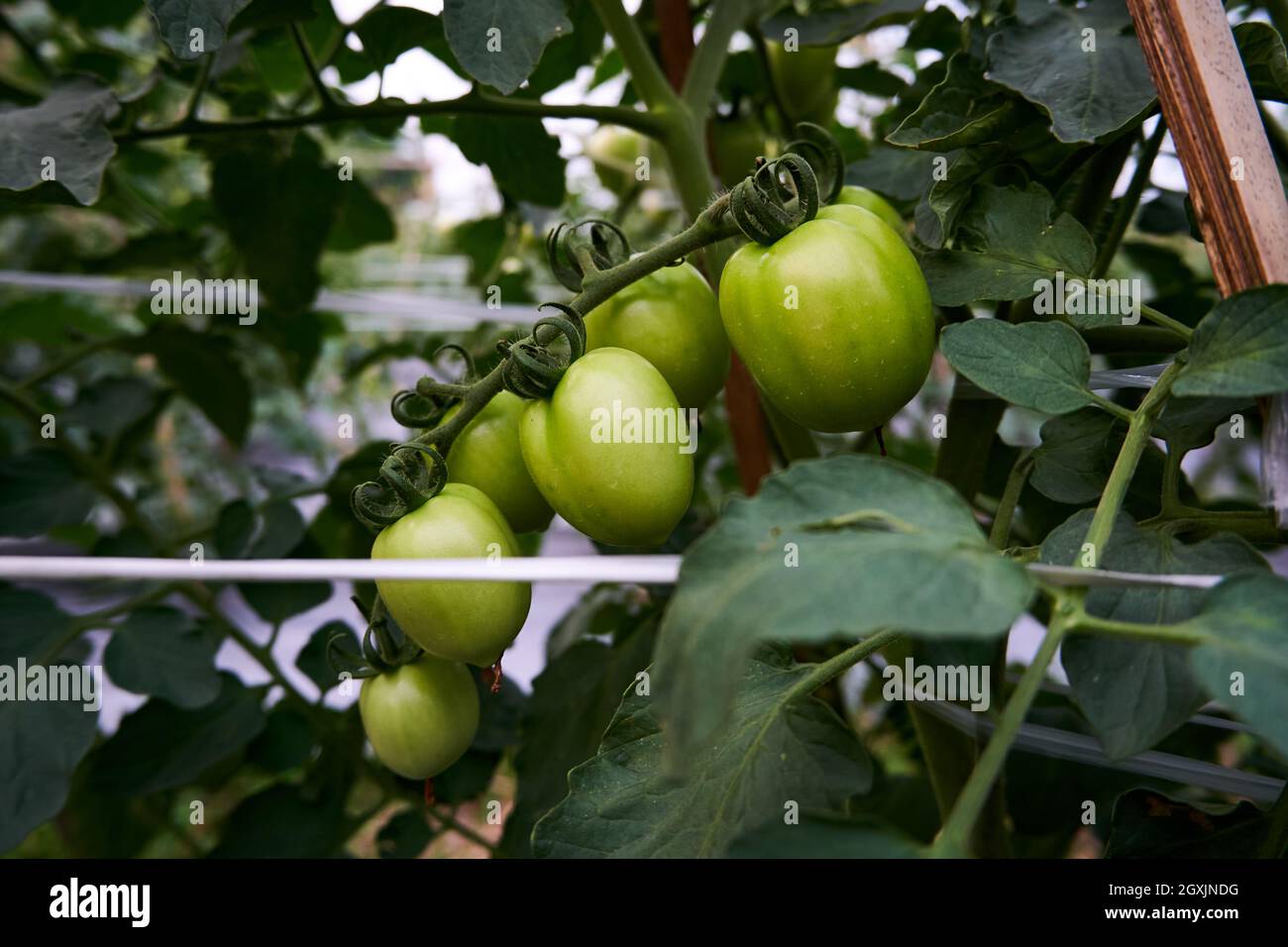 closeup group of beautiful green tomatoes, growing in a fresh tomato ...