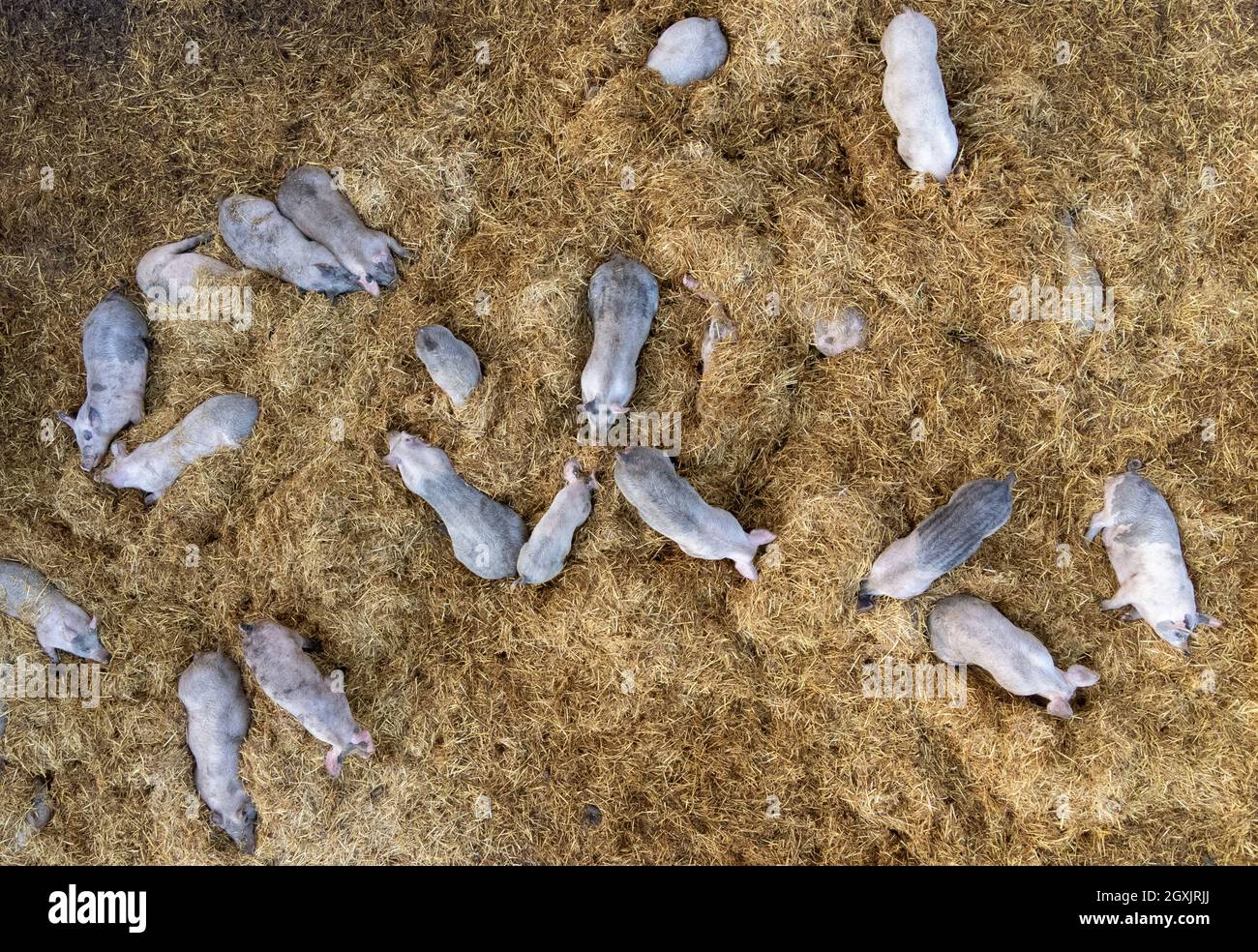 An aerial view of a pig farm in Norfolk. At least 600 healthy pigs have ...