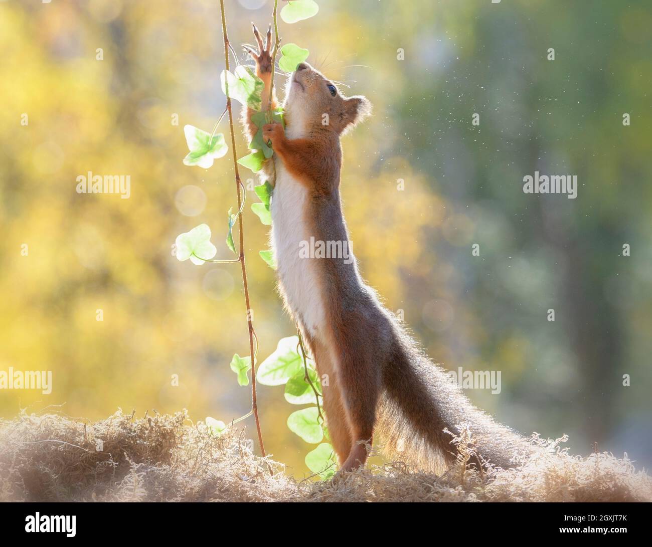Red squirrel is reaching for a leaf hi-res stock photography and images ...