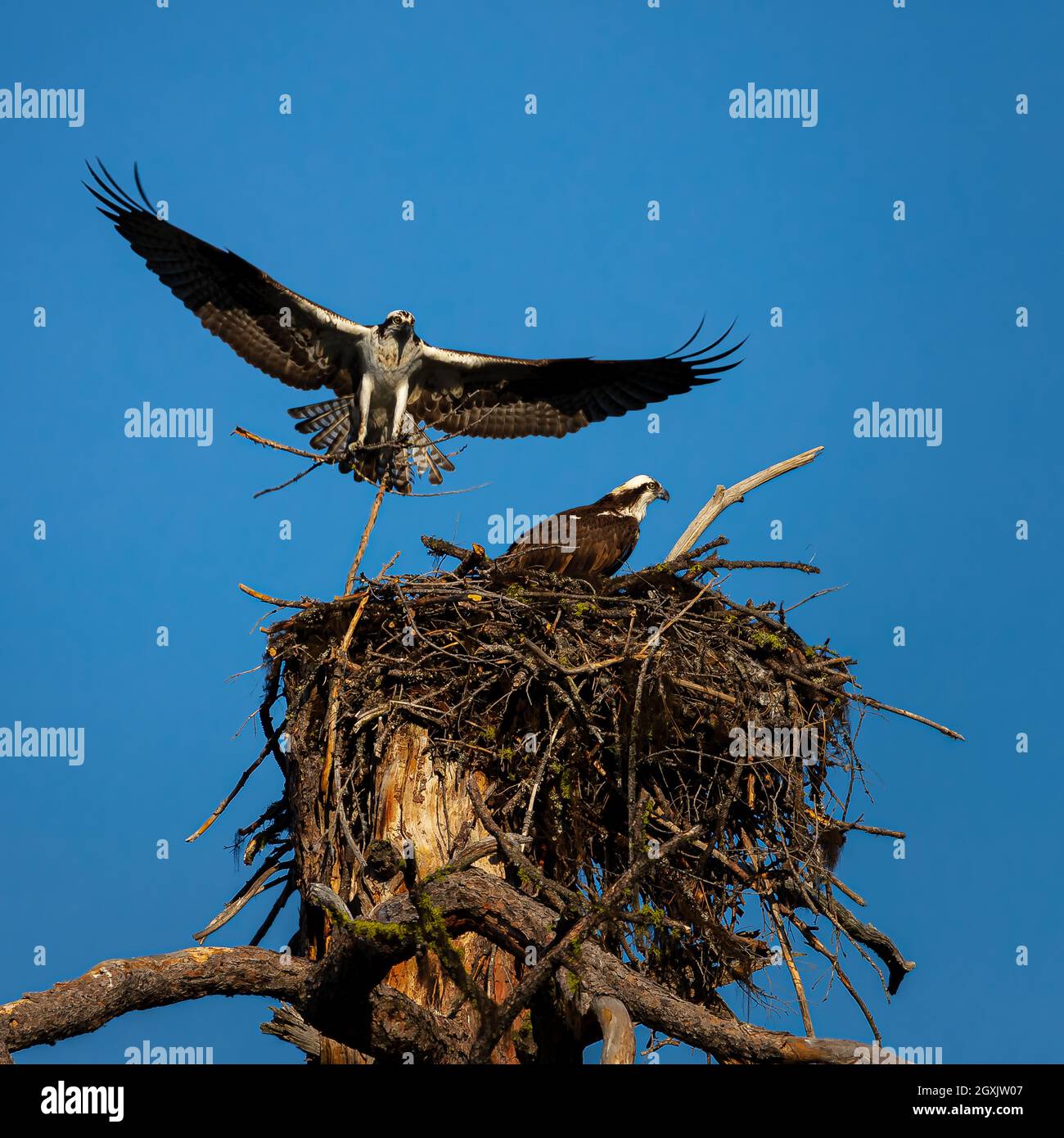 Male osprey bringing nesting material to the nest as the female sits in ...