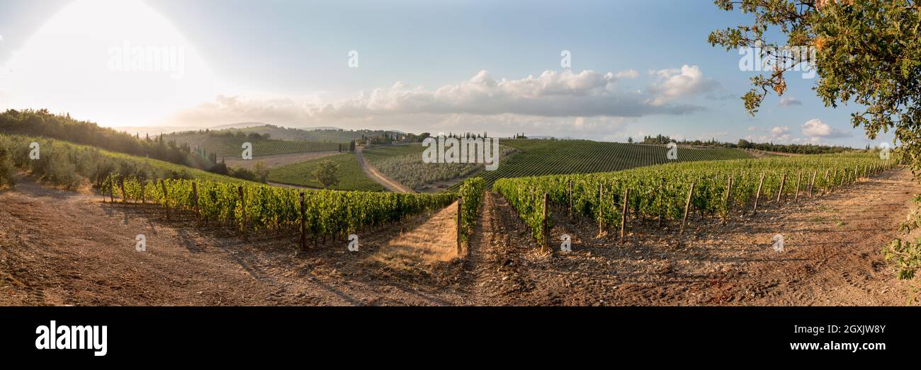 Beautiful scenery of a vine farm in Tuscany, grapevine in the evening ...
