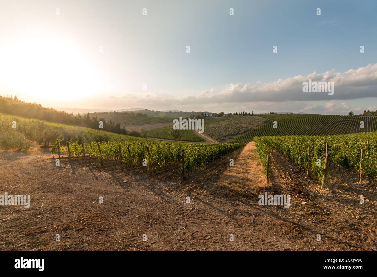Beautiful scenery of a vine farm in Tuscany, grapevine in the evening ...